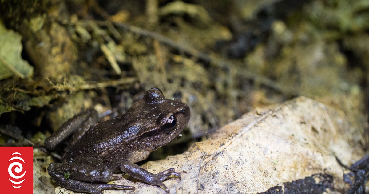 Rare Hamilton's frog species released into the wild at Zealandia | RNZ News