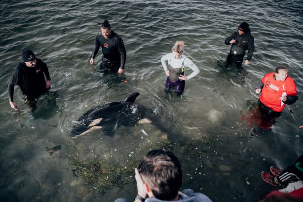 Rescuers seek pod sightings after baby orca stranded north of ...