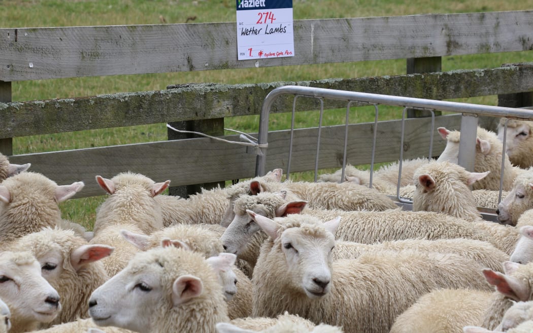 Summer lamb prices slide down the big dipper | RNZ