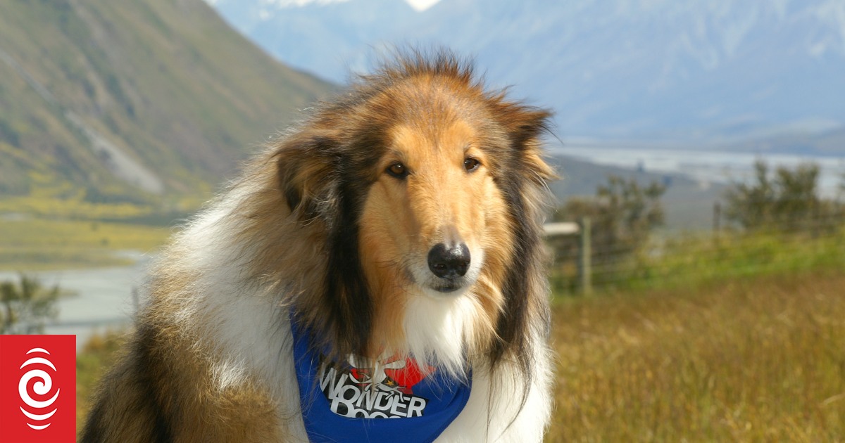 NZ Screen History: Tux Wonder Dogs | RNZ
