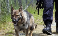 Use of police dog on man already on the ground ruled unjustified | RNZ