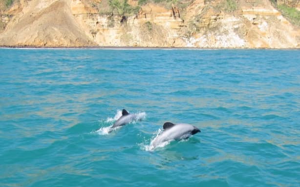 Green light for drone project tracking Māui dolphins | RNZ