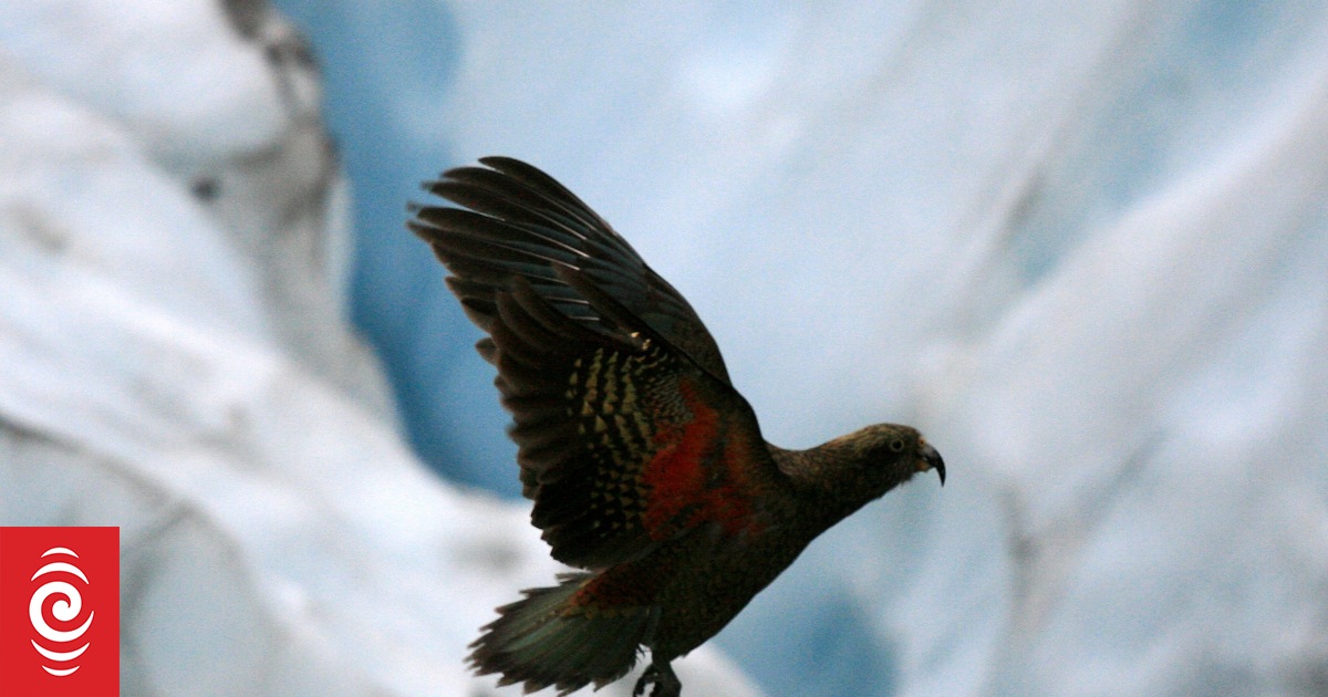 Rising kea deaths in Southern Alps at centre of research | RNZ News