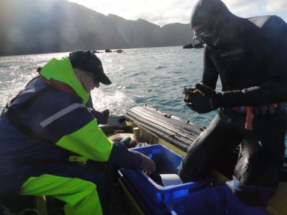 Commercial Paua Divers | A Gallery from Extreme Diving in New Zealand ...