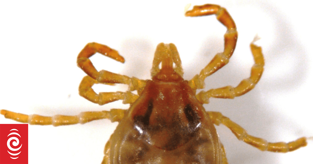 Critter of the Week: the Kiwi tick | RNZ