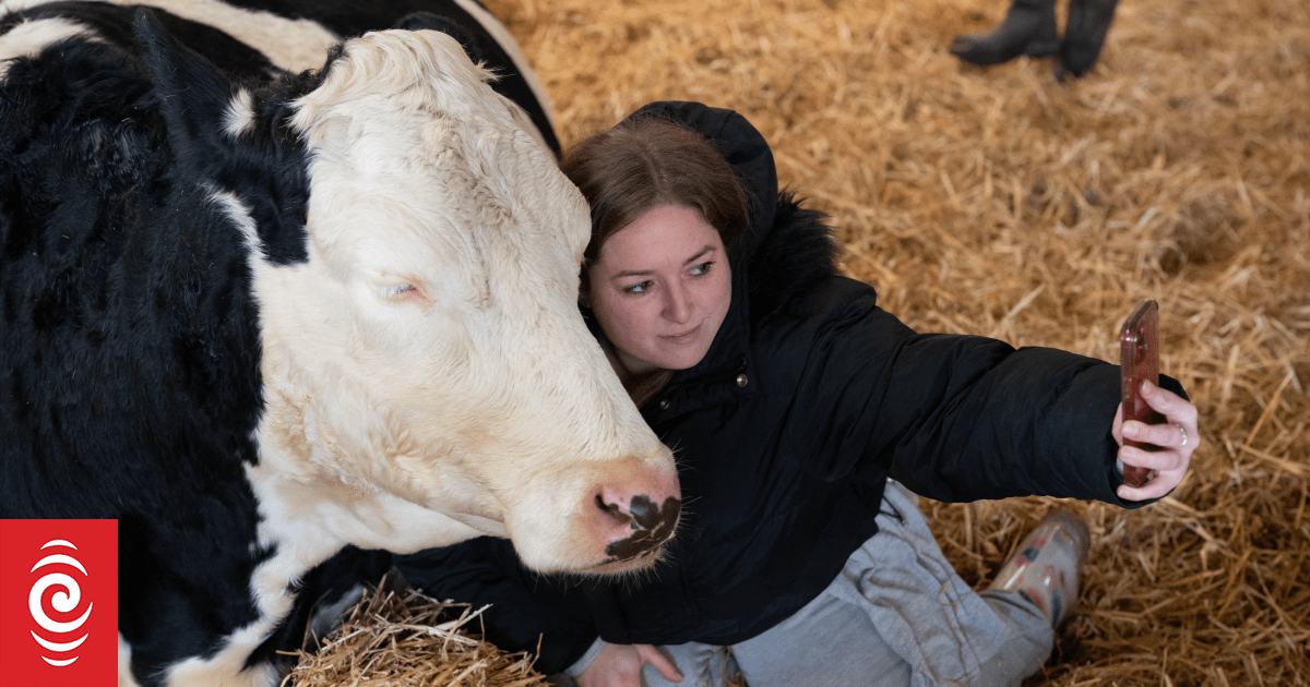 UK farm swaps milk for cow cuddles as floods, food prices take toll ...