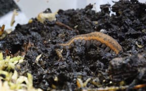 Scientists find 26 new species of worm in Porirua | RNZ News