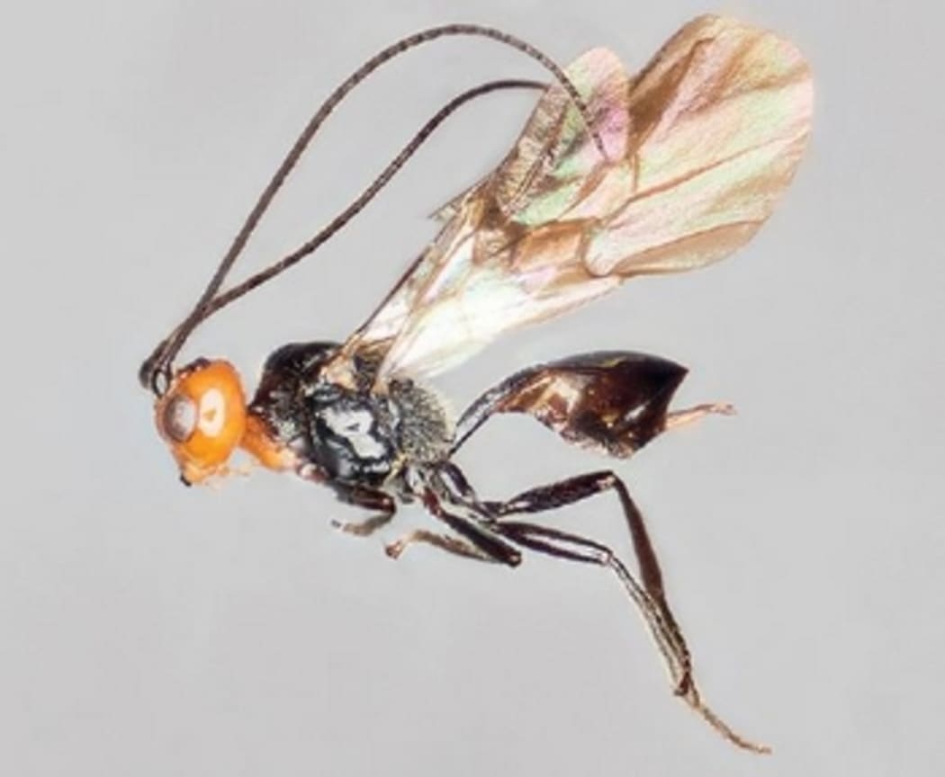 Tiny wasps proposed as solution to eucalyptus tree production losses ...