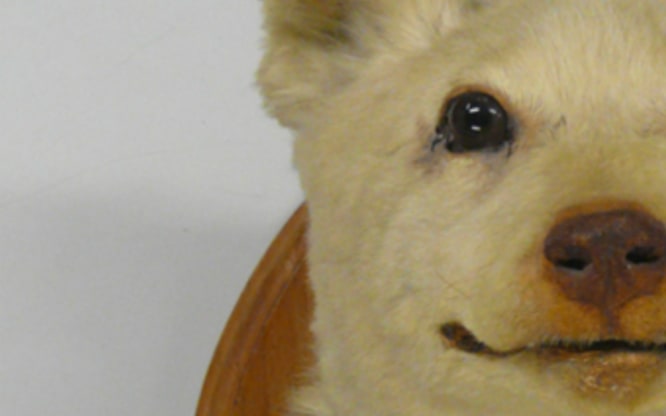 Archaeological clues about Kurī | RNZ