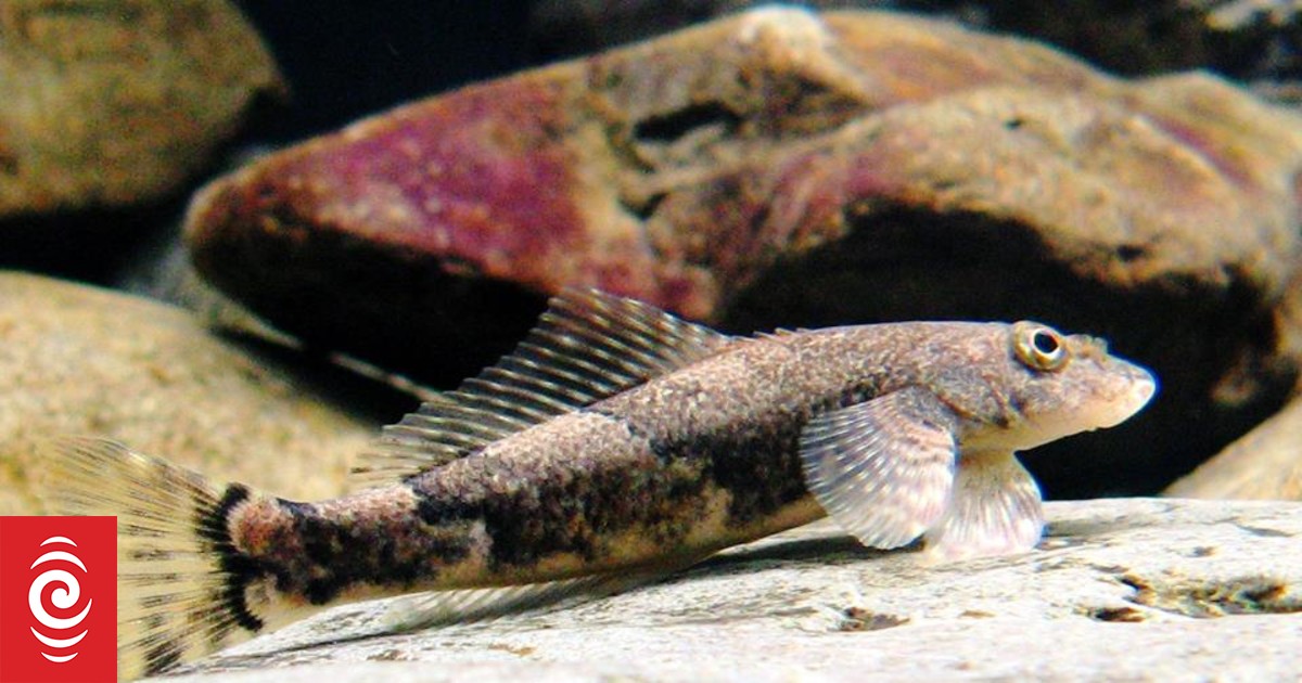 Native Fish - Stella McQueen | RNZ