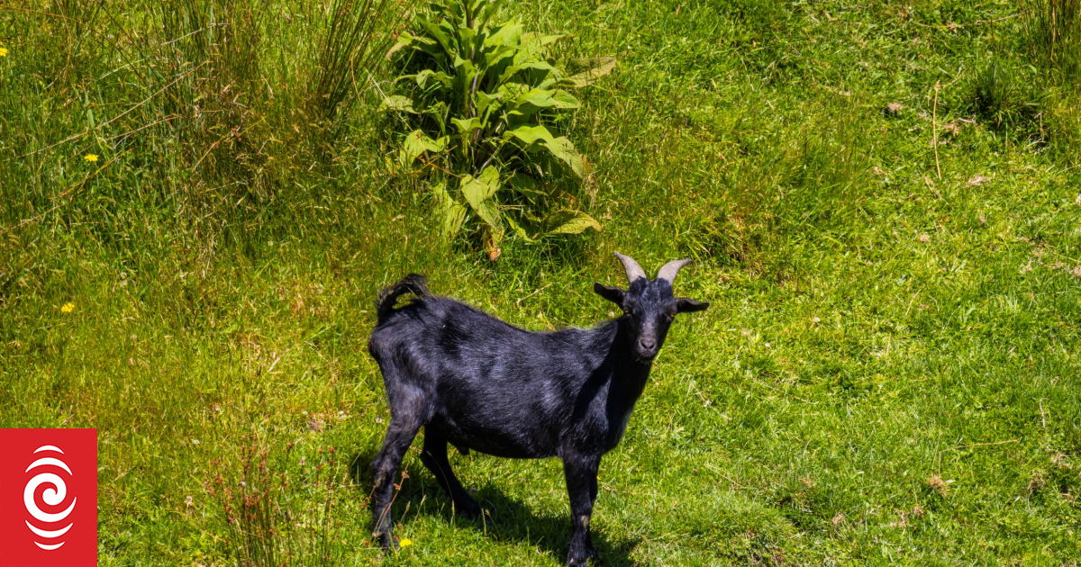 Third-annual national wild goat hunting competition gets underway | RNZ News