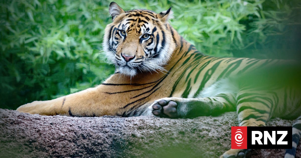 Auckland Zoo announces Sumatran tiger is pregnant | RNZ