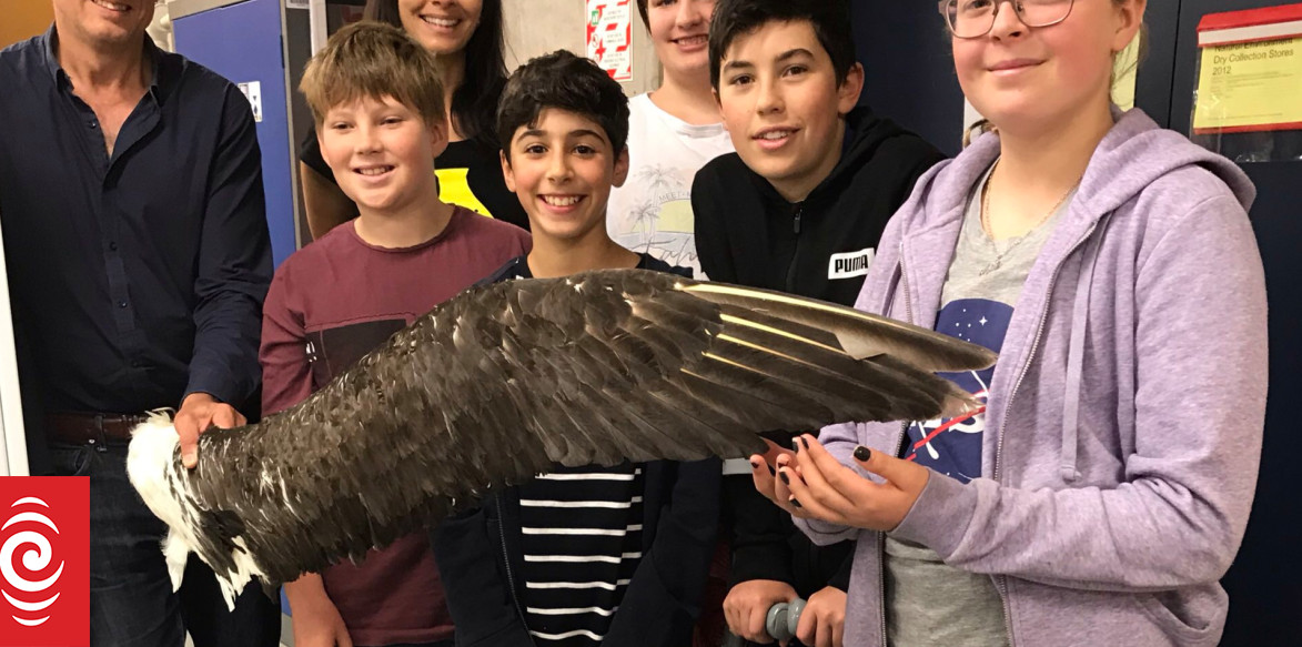 How high can birds fly? | RNZ