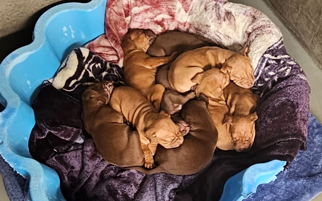 Spate of puppies dumped in Auckland in last 24 hours | RNZ