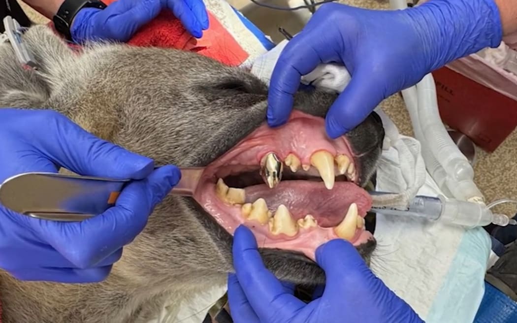 Hyena at South Australian safari park gets gold-coloured crown in ...