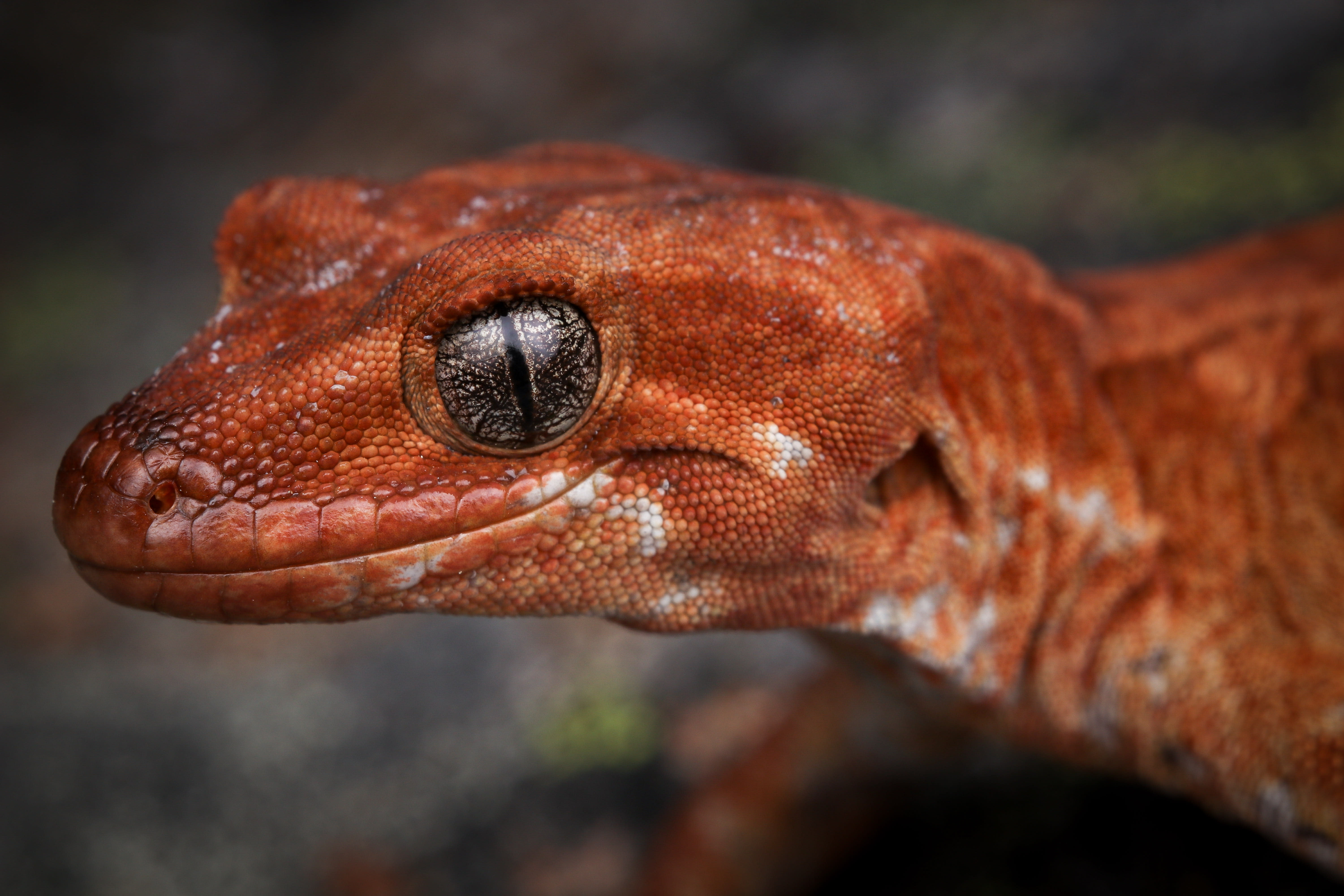 Reptiles and amphibians of Aotearoa | RNZ