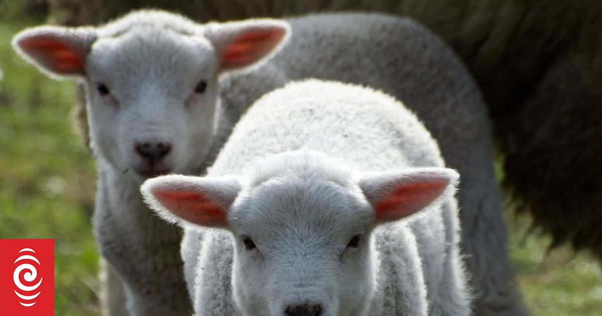 Smallest number of new lambs in 62 years | RNZ News