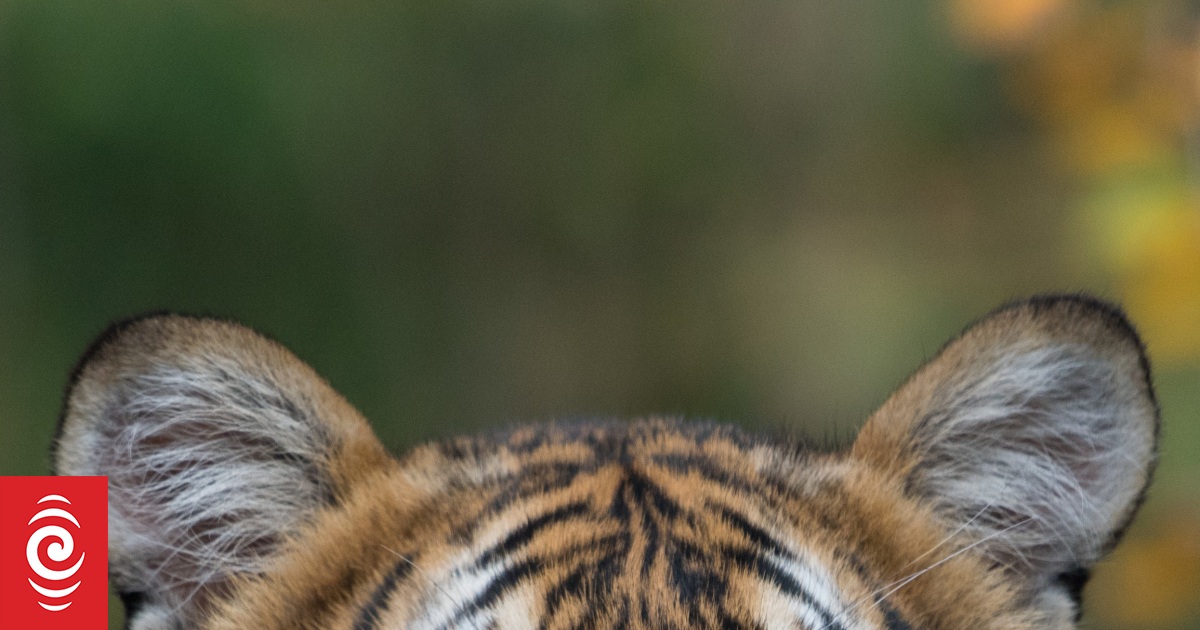 Coronavirus: Tiger at Bronx Zoo tests positive for Covid-19 | RNZ News