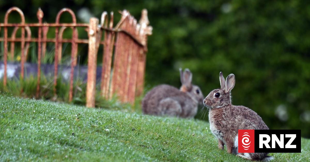 The hills are alive - with rabbits | RNZ