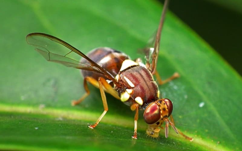 Traps clear of fruit fly | RNZ