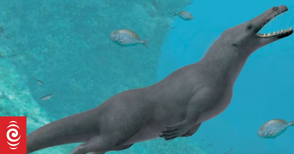 Ancient four-legged whale fossil found | RNZ News