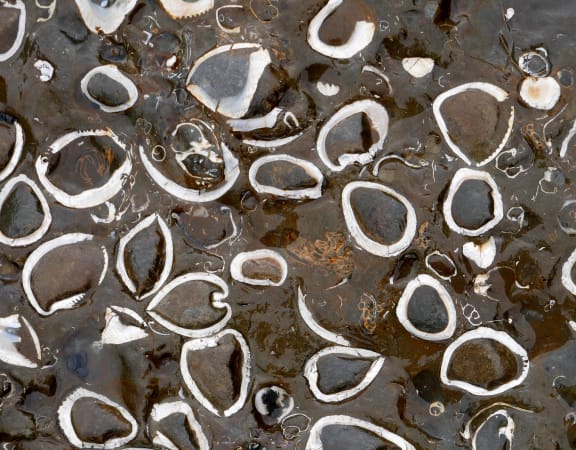 The New Zealand Fossil Record Files | RNZ