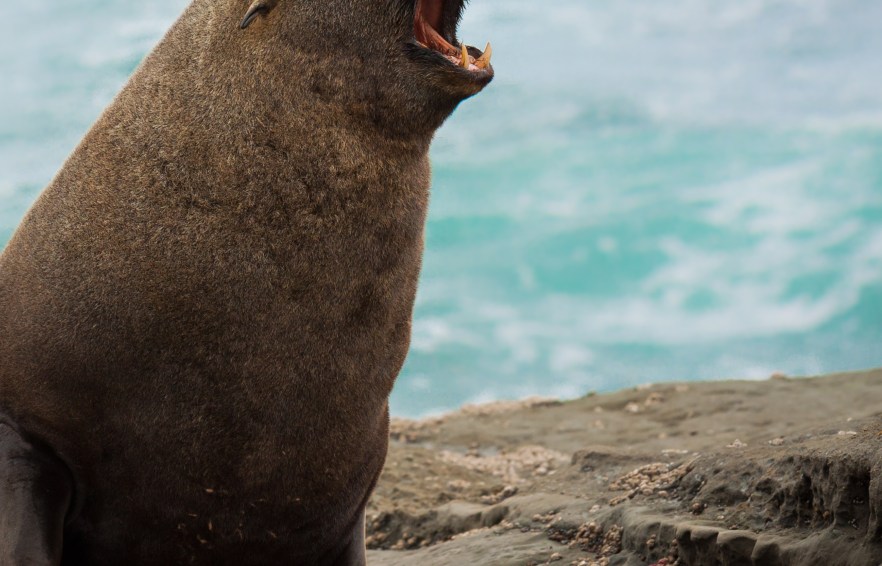 Seal attack 'came out of nowhere' | RNZ News
