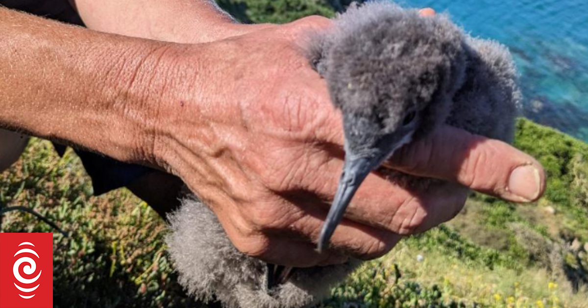 First fluttering shearwater returns to Cape Farewell | RNZ News