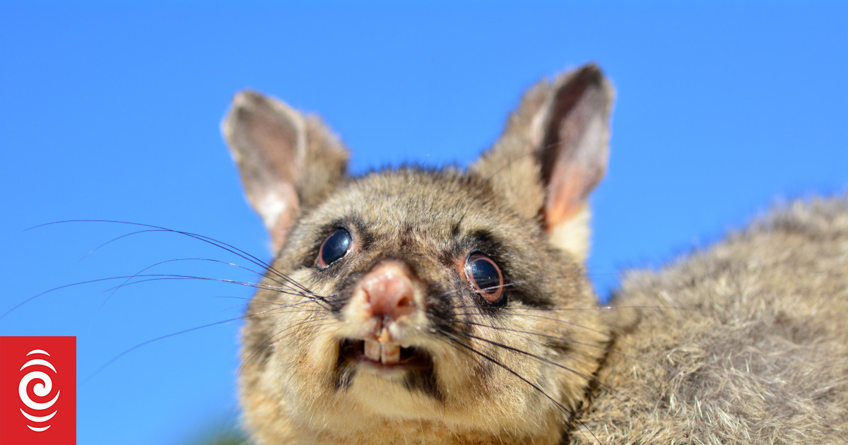 Brushtail possum prostates helping with cancer research | RNZ