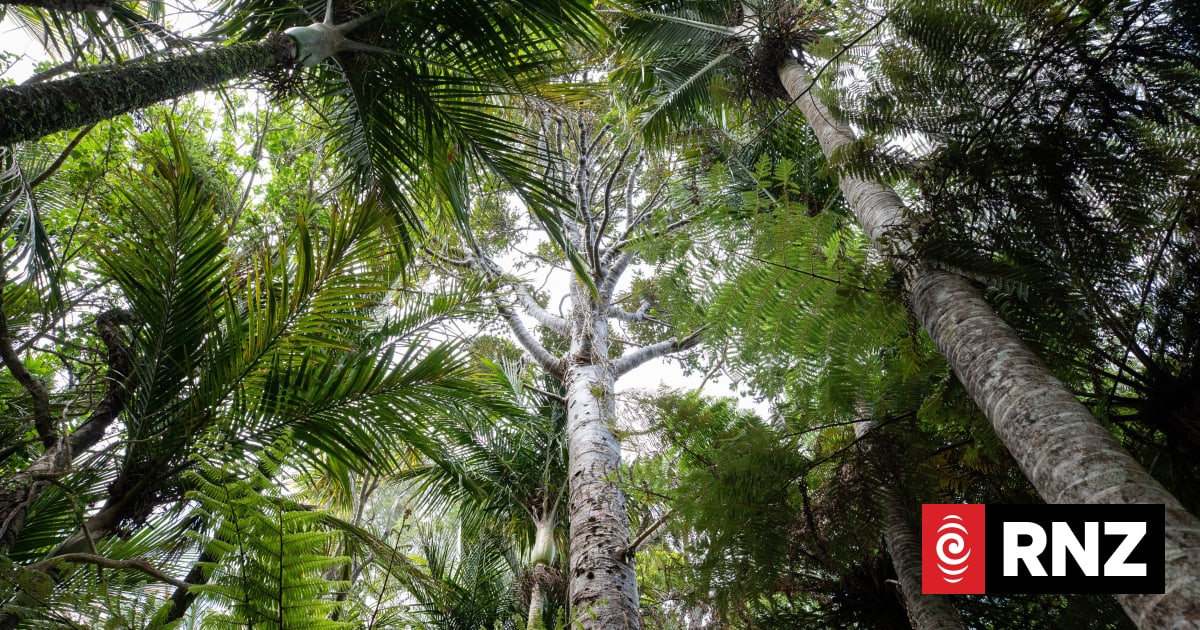 Other trees could aid in protecting kauri | RNZ