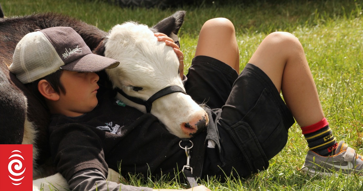 NZ's oldest agricultural show opens gates to thousands in Waimate North ...