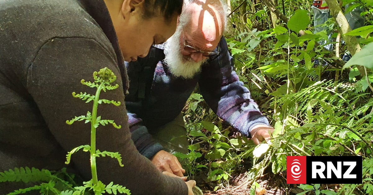 Pua o te Rēinga - return of the Flower of the Underworld | RNZ