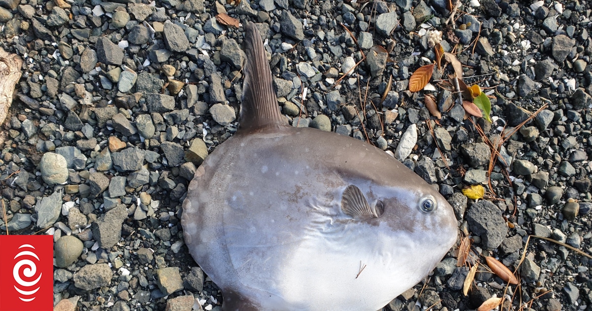 Sunfish secrets | RNZ