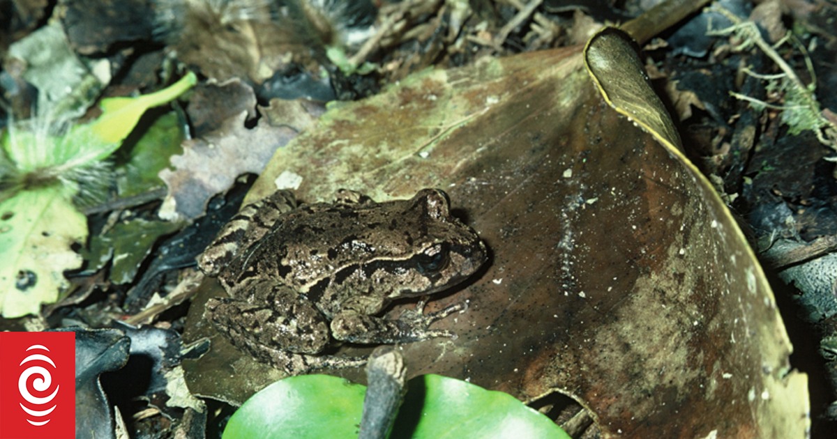 Critter of the Week | RNZ