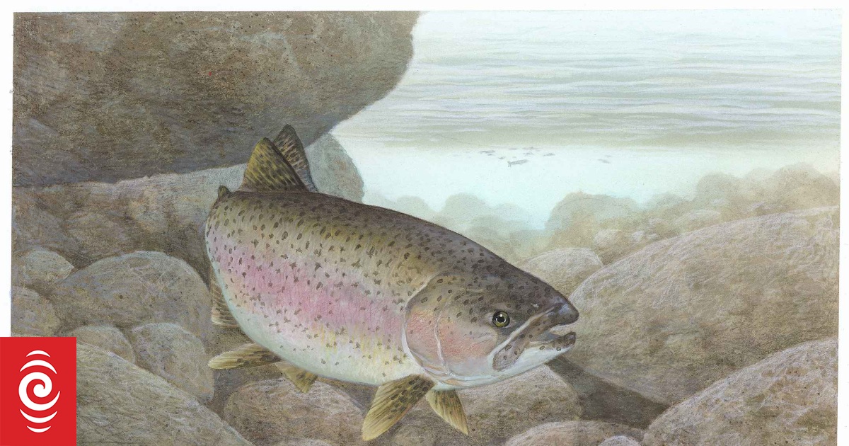 Microplastics found in one-third of surveyed Pacific Island fish | RNZ News