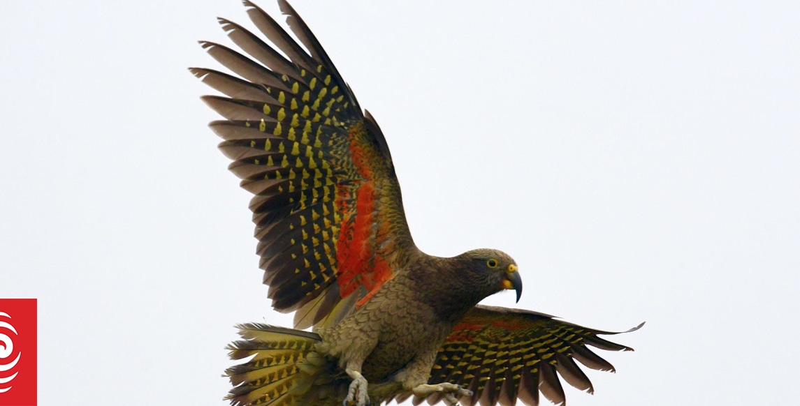 Kea get a helping hand | RNZ