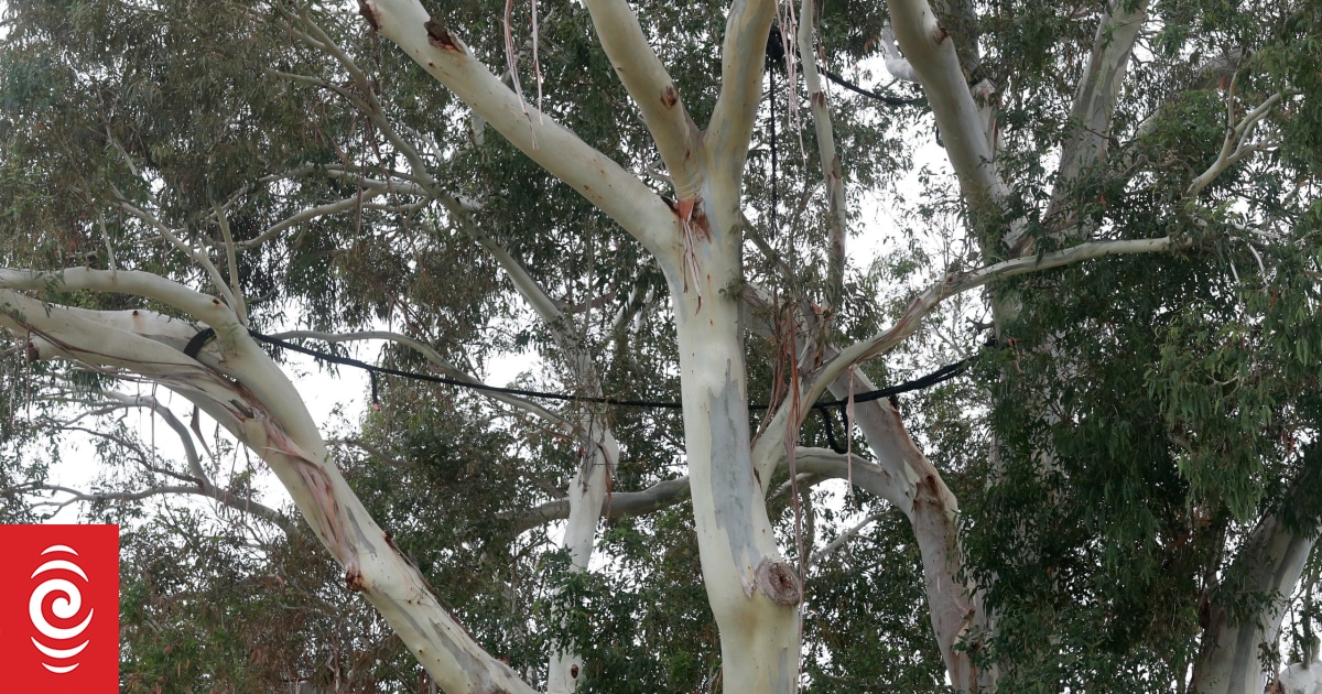 Century old tree named Bert faces chop after risk of ‘sudden limb drop ...
