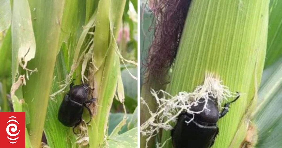 Rhinoceros beetles attack Vanuatu corn plantations | RNZ News