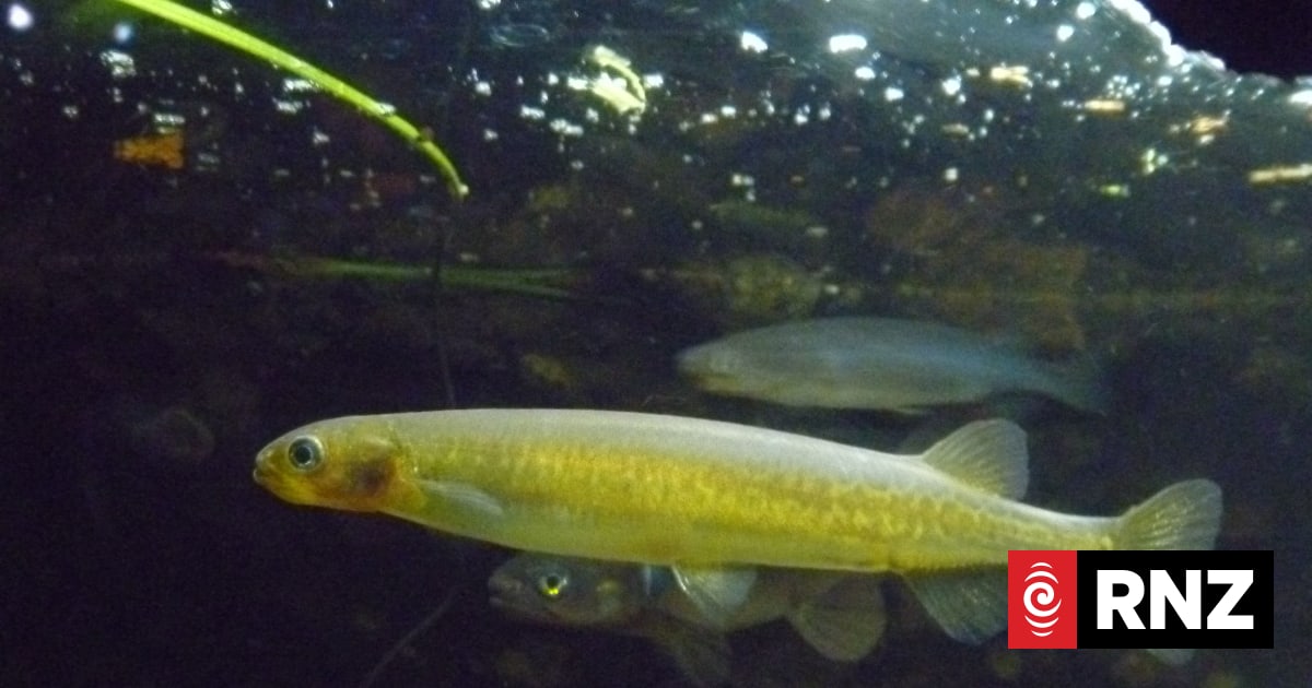 Whitebait species at risk from declining state of waterways | RNZ