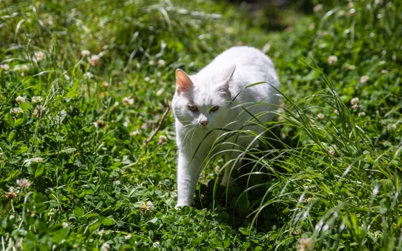 'Cats do monstrous amounts of damage' - Mid Canterbury bylaw proposal ...