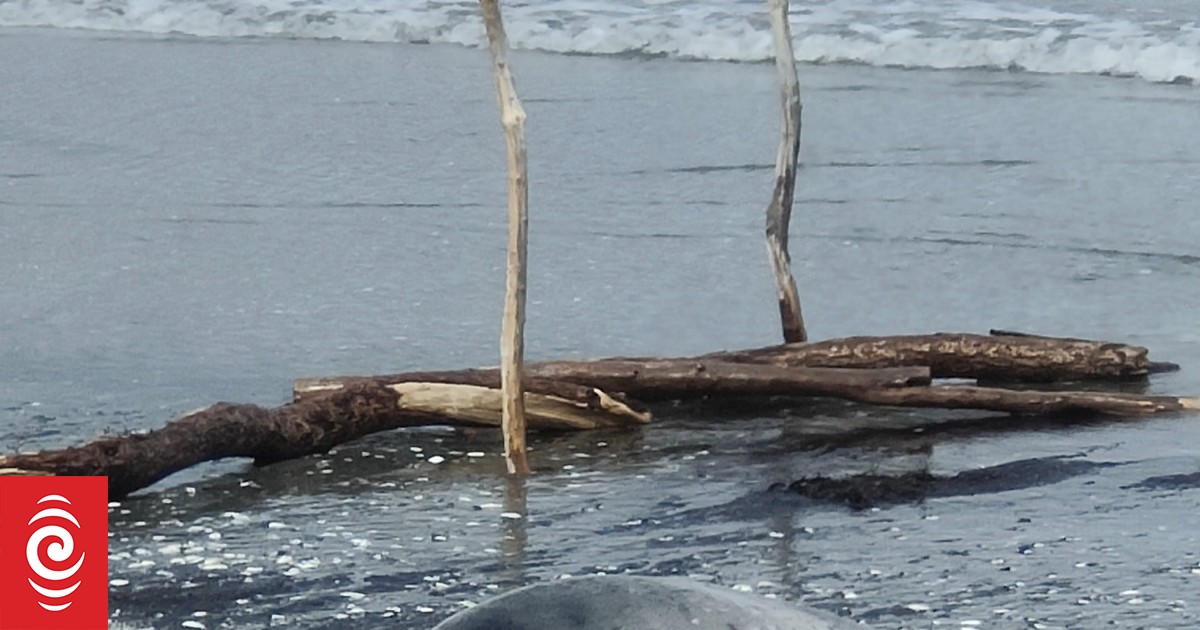 Leopard seal spotted on Freyberg Beach in Wellington | RNZ