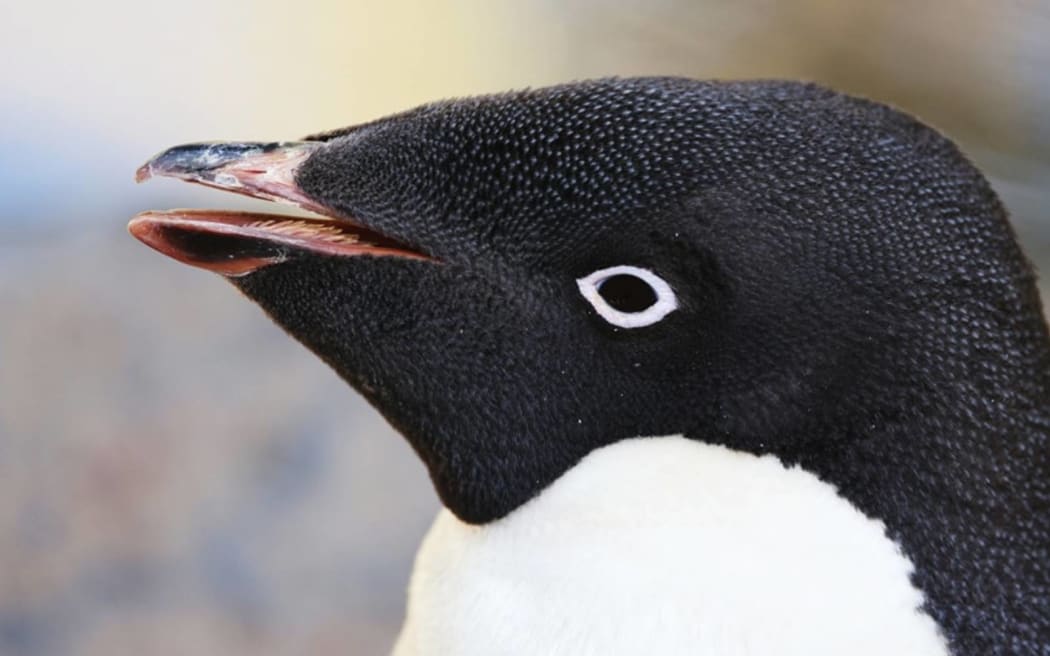 Adélie penguin makes rare landfall in Aotearoa | RNZ News