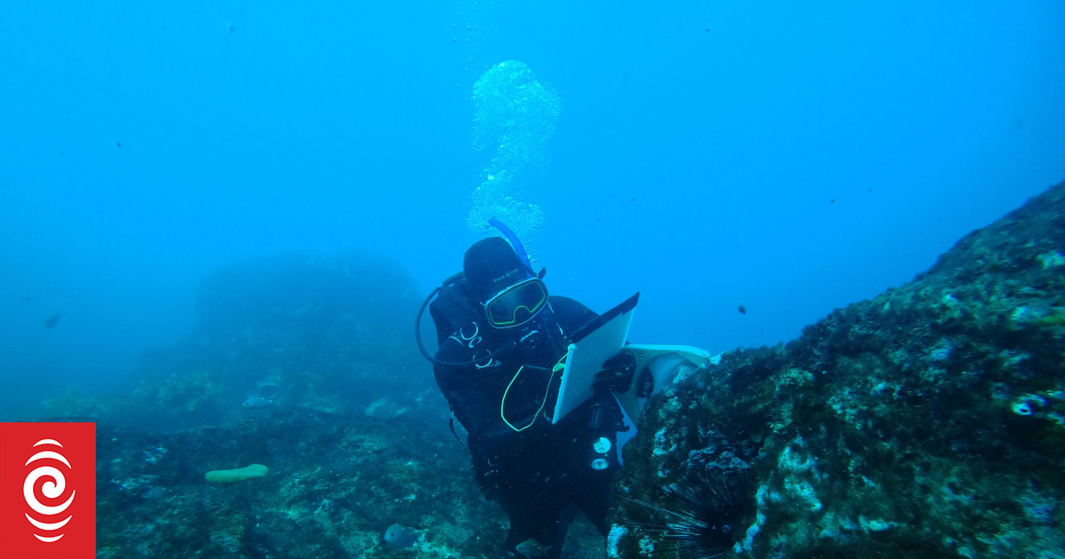 NZ's kelp forests decimated by flooding debris | RNZ News