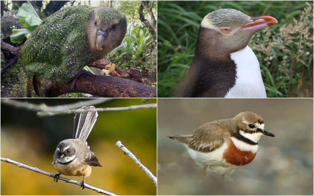 Bird of the year 2019: Hoiho takes the winning title | RNZ News