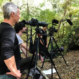 Gorse for the trees: How one man brought back a forest | RNZ