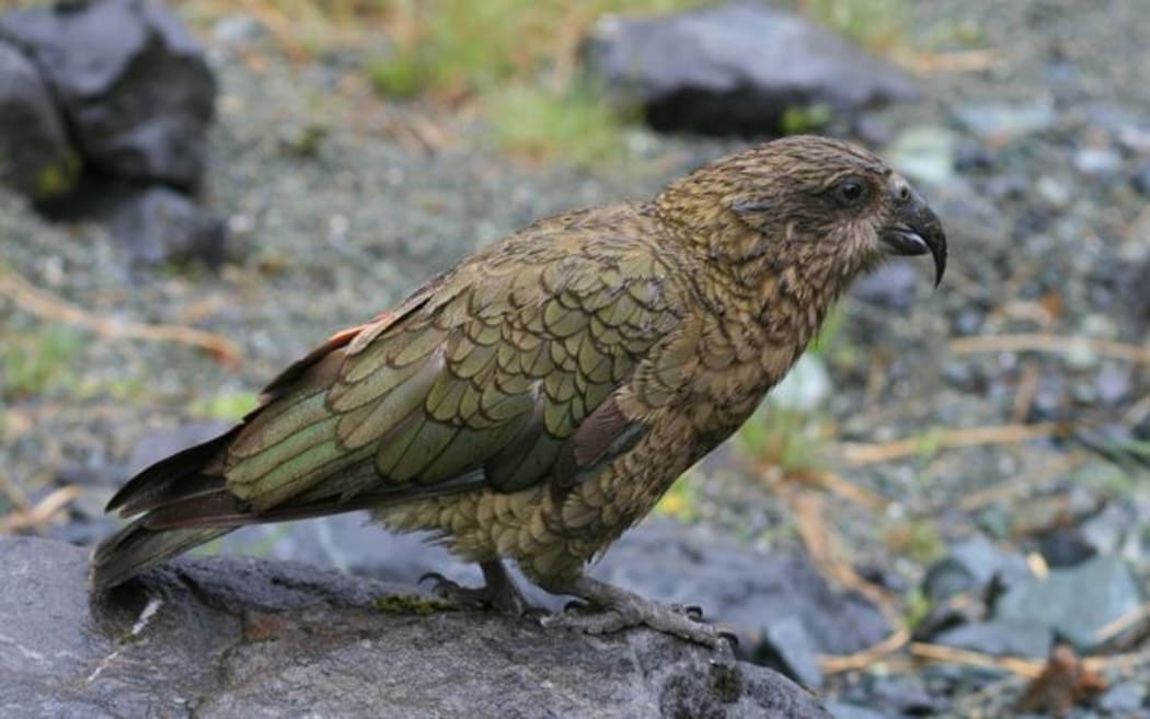 Clever kea using tools to raid traps | RNZ News