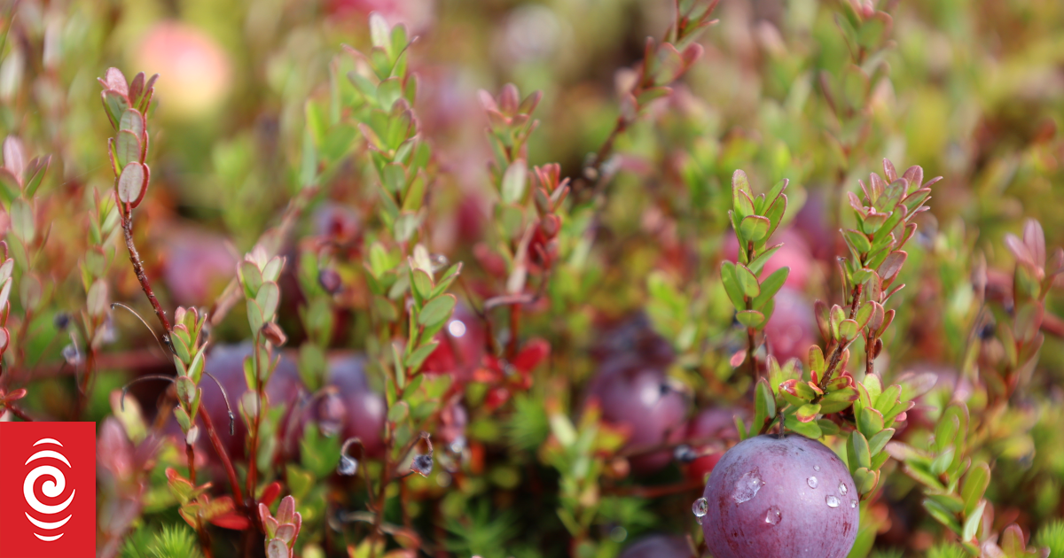 Discovering the superpower of cranberries - on the West Coast | RNZ
