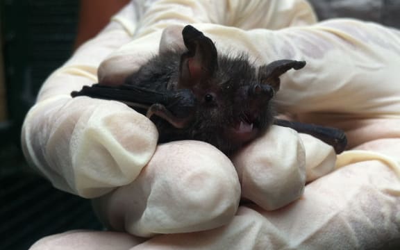 Bat pups reared by zoo | RNZ News