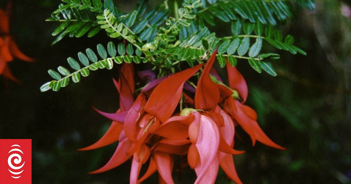 The mission to get ngutukaka flourishing in the East Coast wild | RNZ
