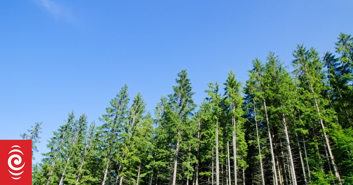 NZ Rural Land Company buys North Island forestry block | RNZ News